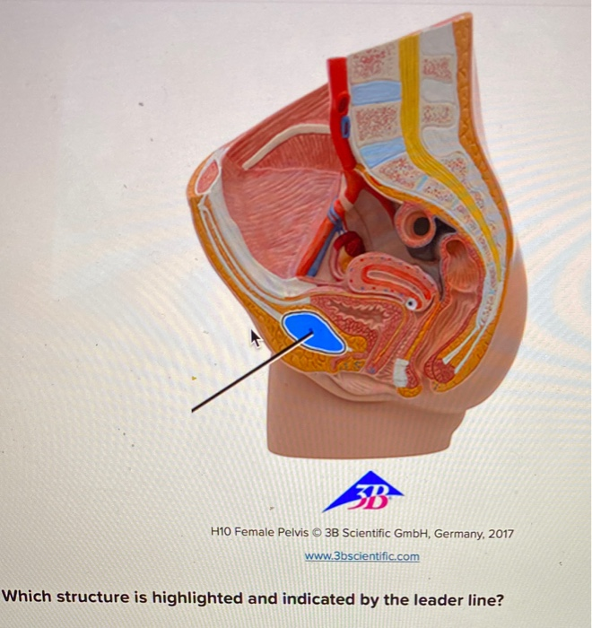 Solved H10 Female Pelvis 3B Scientific GmbH, Germany, 2017 | Chegg.com