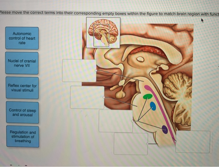 Solved "lease move the correct terms into their | Chegg.com