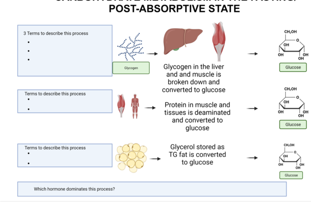 Solved Post Absorptive Statewhich Hormone Dominates This