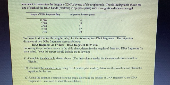 Solved You want to determine the lengths of DNAs by use of | Chegg.com