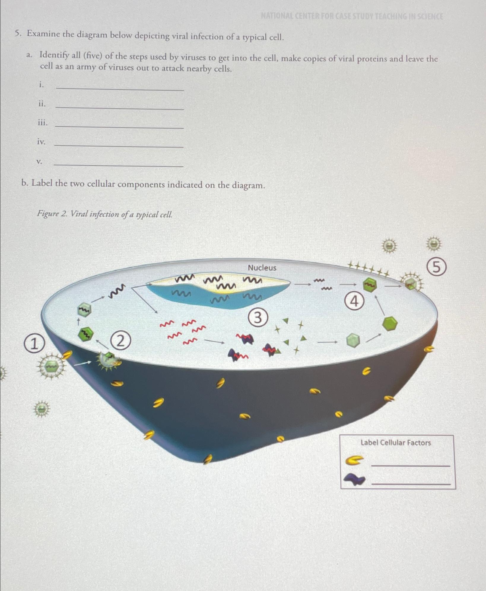 Solved Examine the diagram below depicting viral infection | Chegg.com