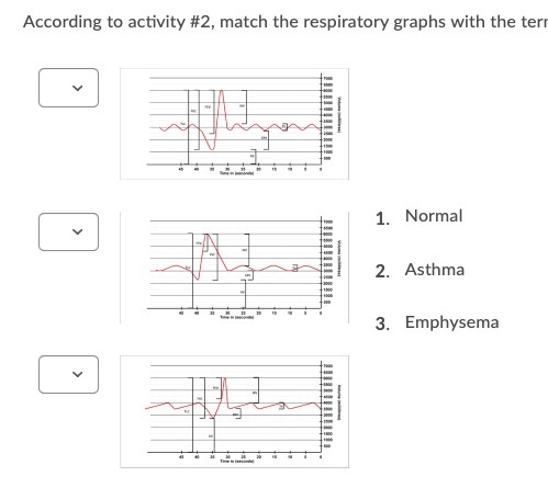 Solved According to activity #2, match the respiratory | Chegg.com