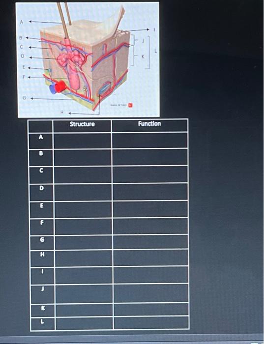 Solved Gross anatomy of the skin. Complete the table using | Chegg.com
