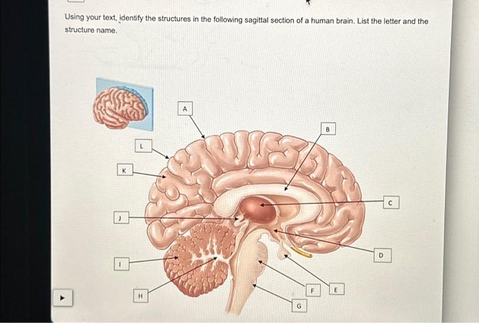 Solved Using your text, identify the structures in the | Chegg.com