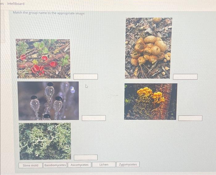 Solved Match the group name to the appropriate image: Slime | Chegg.com