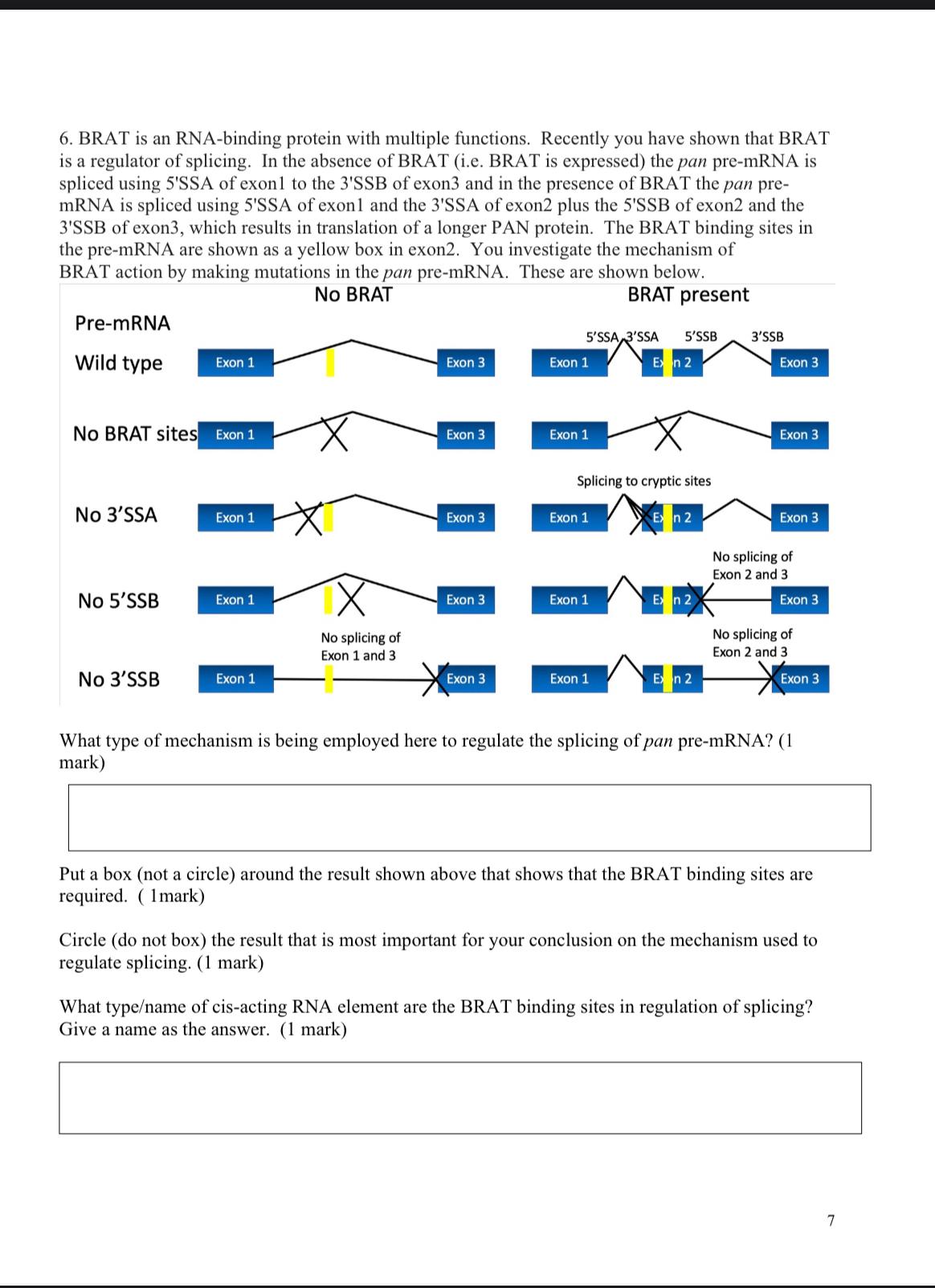 Solved BRAT is an RNA-binding protein with multiple | Chegg.com