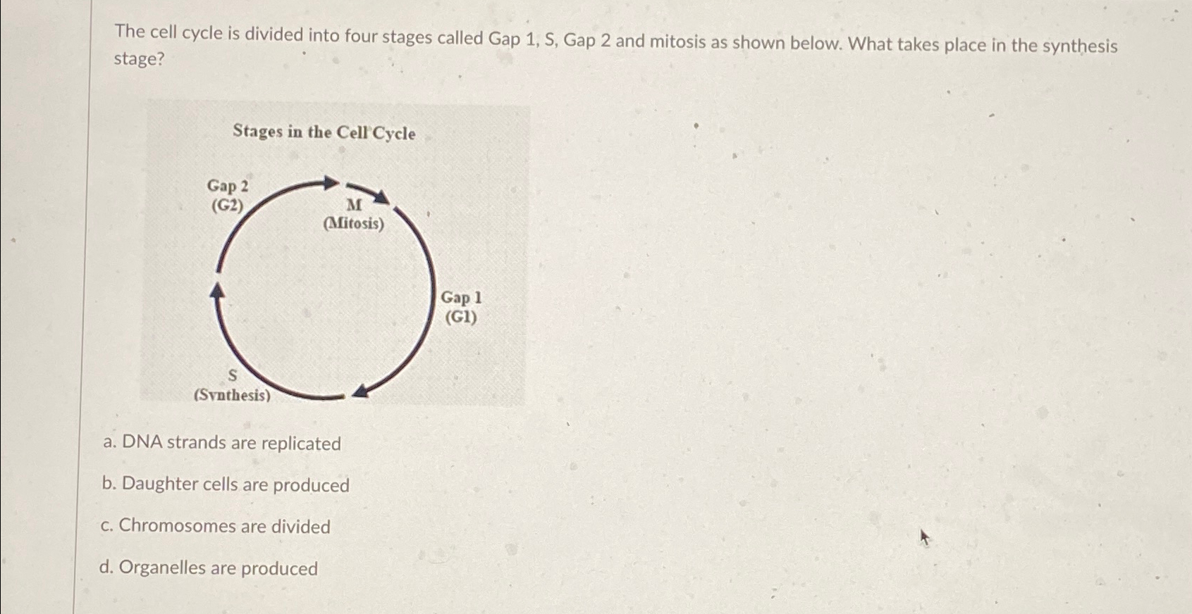 Solved The cell cycle is divided into four stages called Gap | Chegg.com