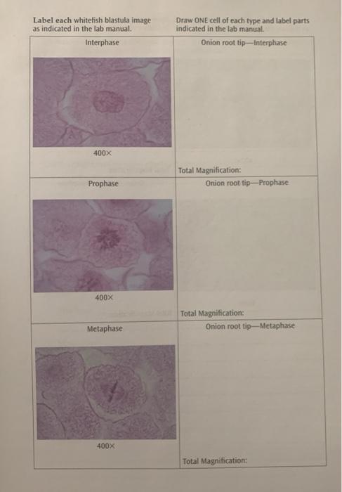 87 "I Lab Report 6 Name Date Section Microscopy and | Chegg.com