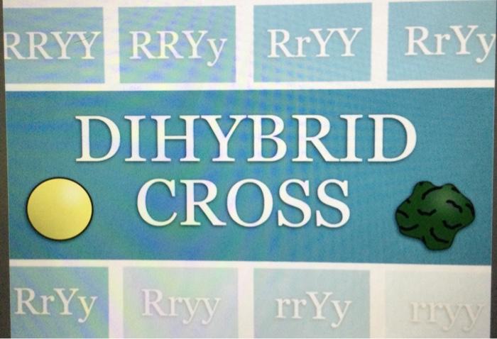 Solved RRYY RRYy RrYY RrYy DIHYBRID CROSS RrYy Rryy rrYy TV | Chegg.com