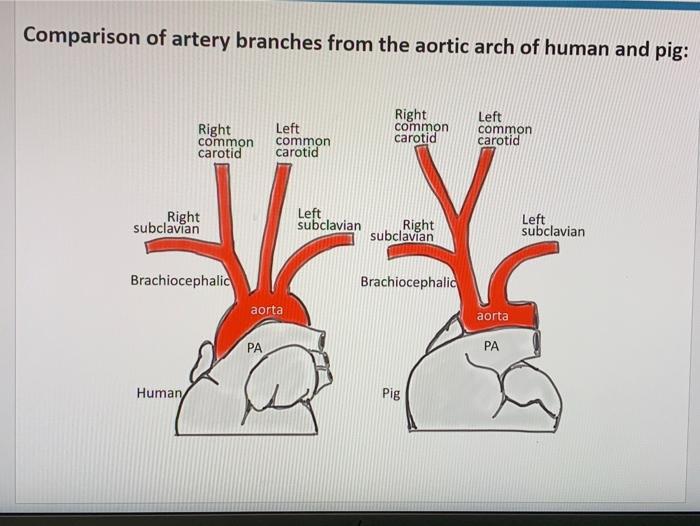 Solved II. SHEEP OR PIG HEART ANATOMY Heart 2- 11 A. Examine | Chegg.com