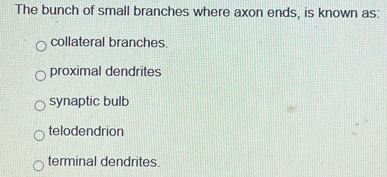 Solved The bunch of small branches where axon ends, is known | Chegg.com