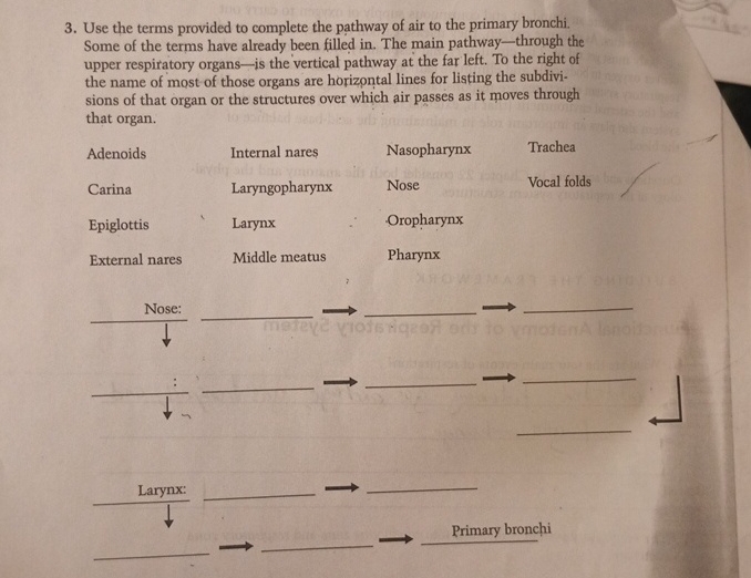Solved Use the terms provided to complete the pathway of air | Chegg.com