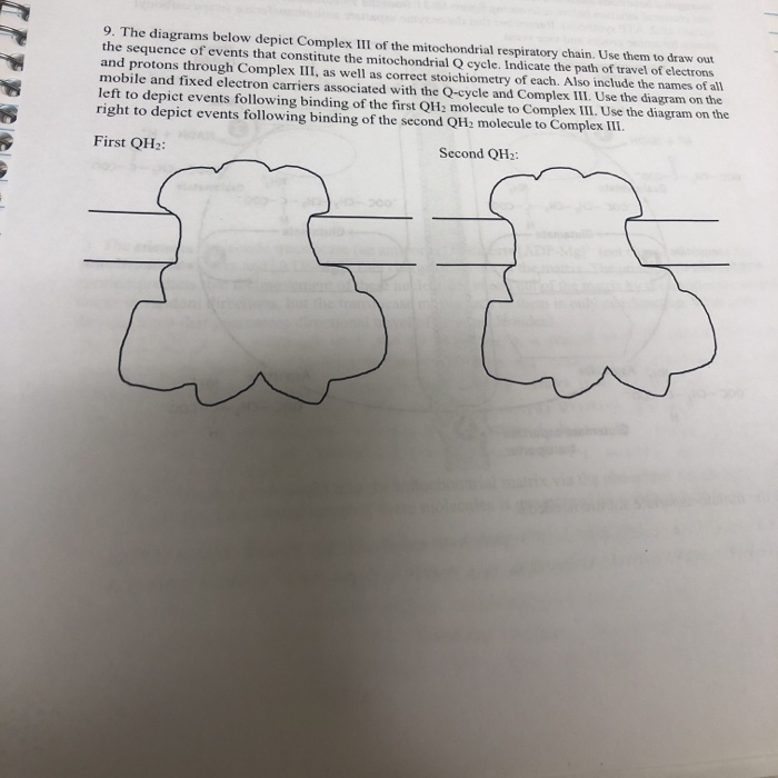 Solved 9. The diagrams below depict Complex III of the | Chegg.com