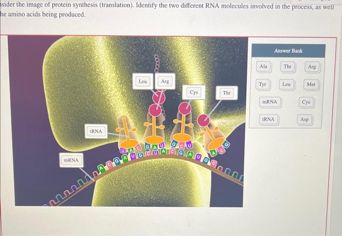 Solved isider the image of protein synthesis (translation). | Chegg.com