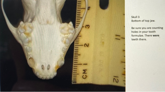 1 Armadillo Dichotomous Key Check teeth all about the | Chegg.com