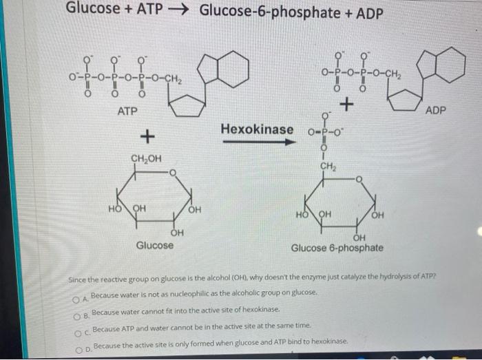 Solved Glucose + ATP → Glucose-6-phosphate + ADP O-CH2 | Chegg.com Solved Glucose + ATP → Glucose-6-phosphate + ADP O-CH2 | Chegg.com