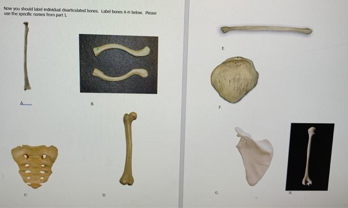 Solved Now you shoudd label individul disarticulated bones. | Chegg.com