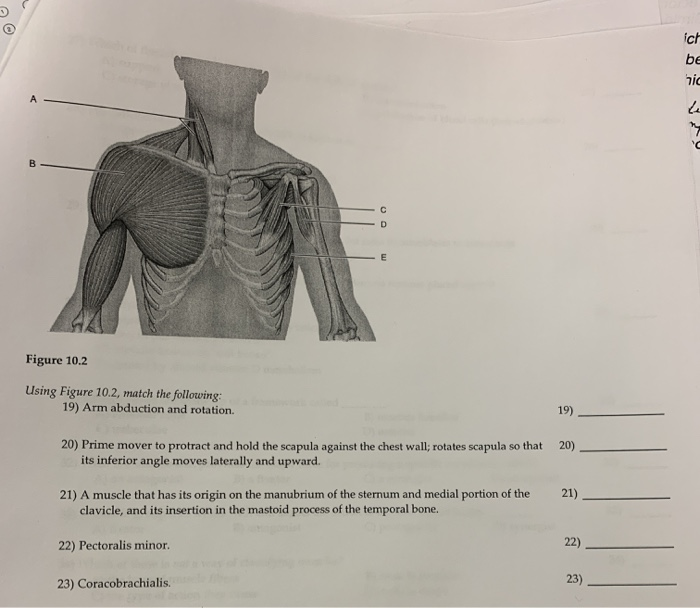 Solved Using figure 10.2, match the following: 19) Arm | Chegg.com