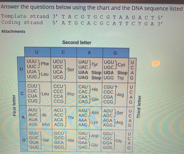 Solved 1. if you use the template strand shown above as the | Chegg.com
