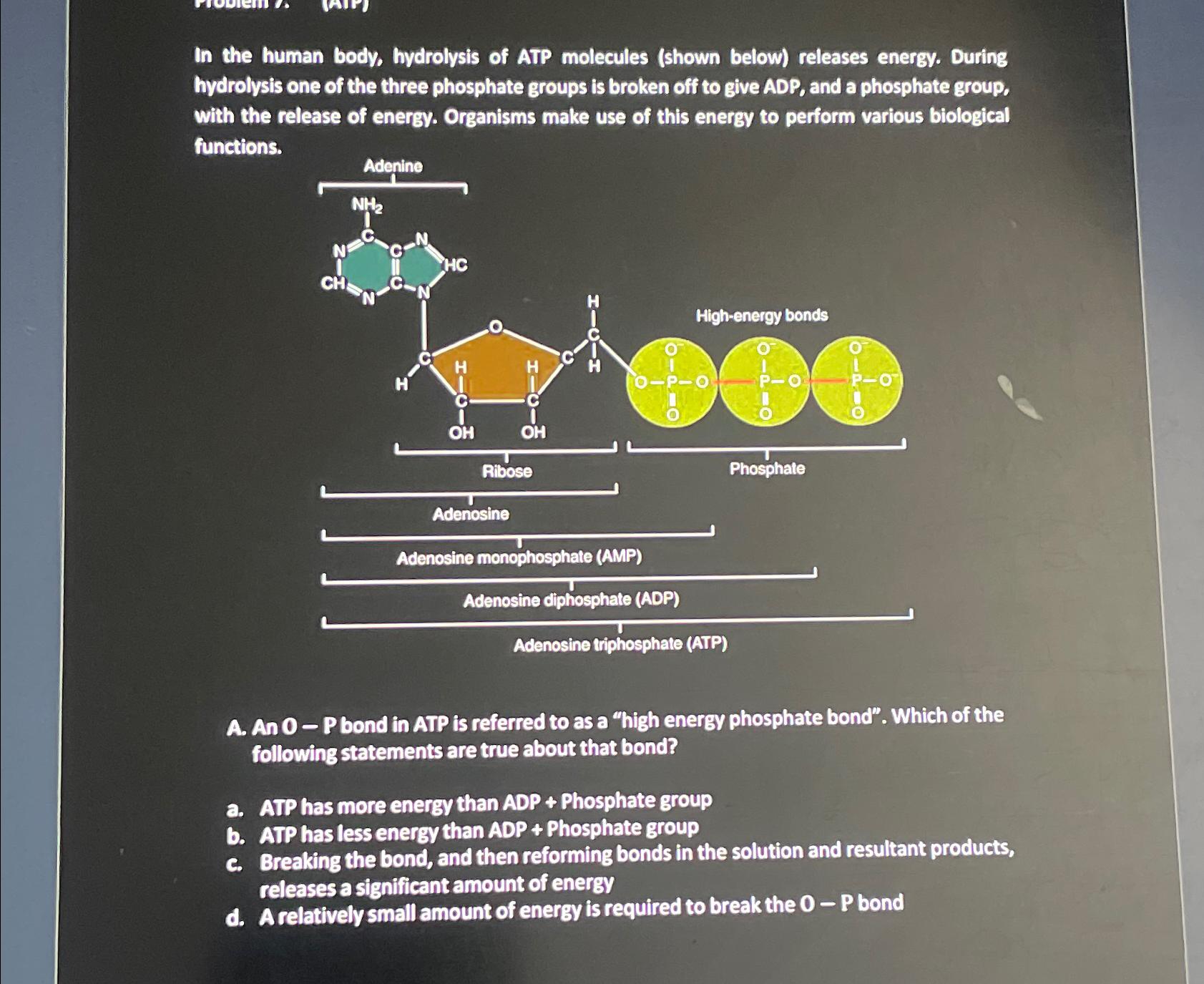 Solved In the human body, hydrolysis of ATP molecules (shown | Chegg.com