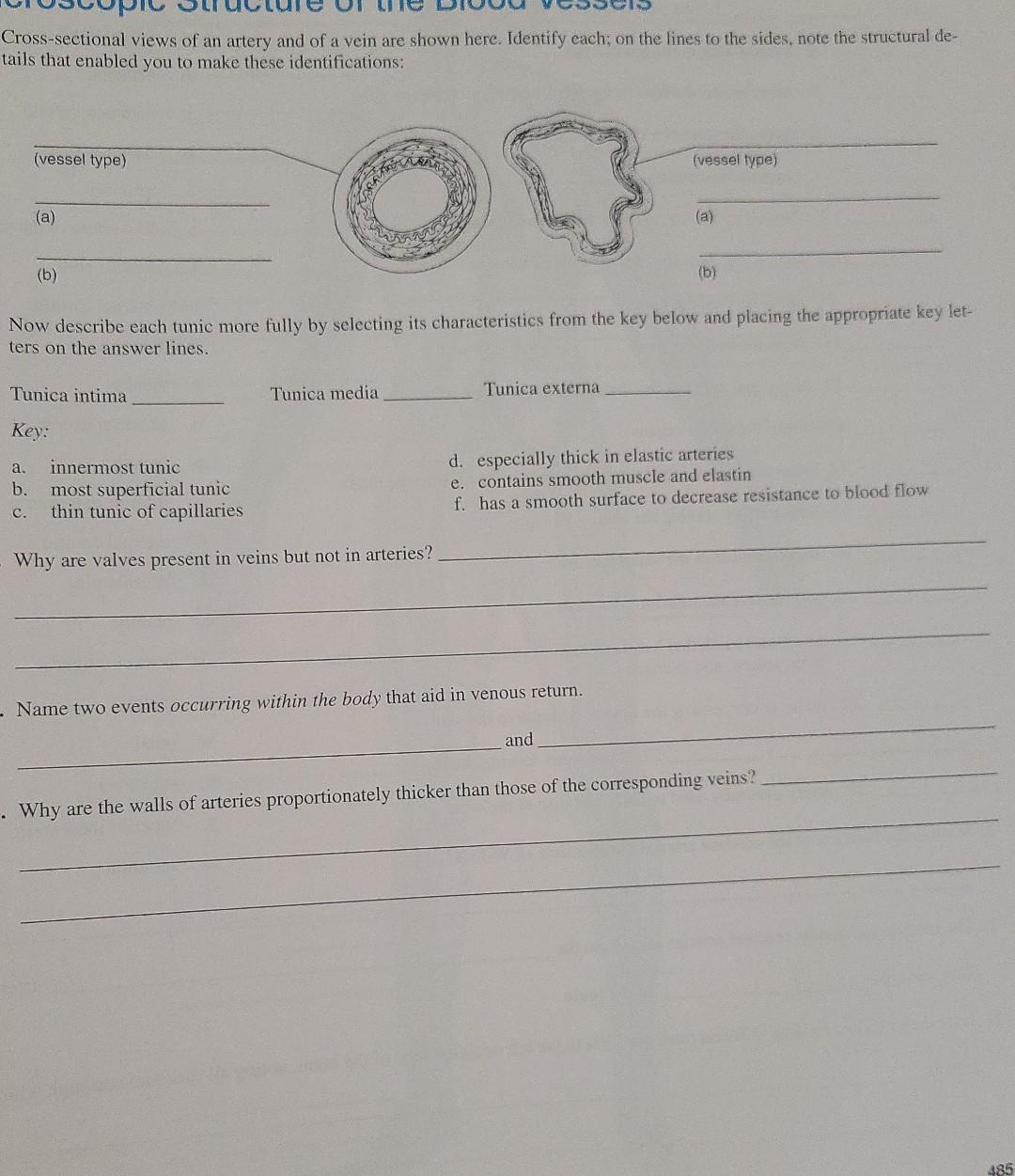 Solved Cross-sectional views of an artery and of a vein are | Chegg.com