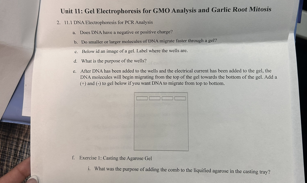 Solved Unit 11: Gel Electrophoresis for GMO Analysis and | Chegg.com