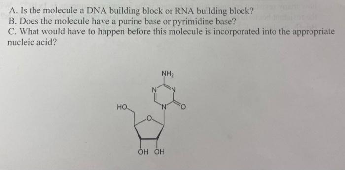 Solved A. Is the molecule a DNA building block or RNA | Chegg.com