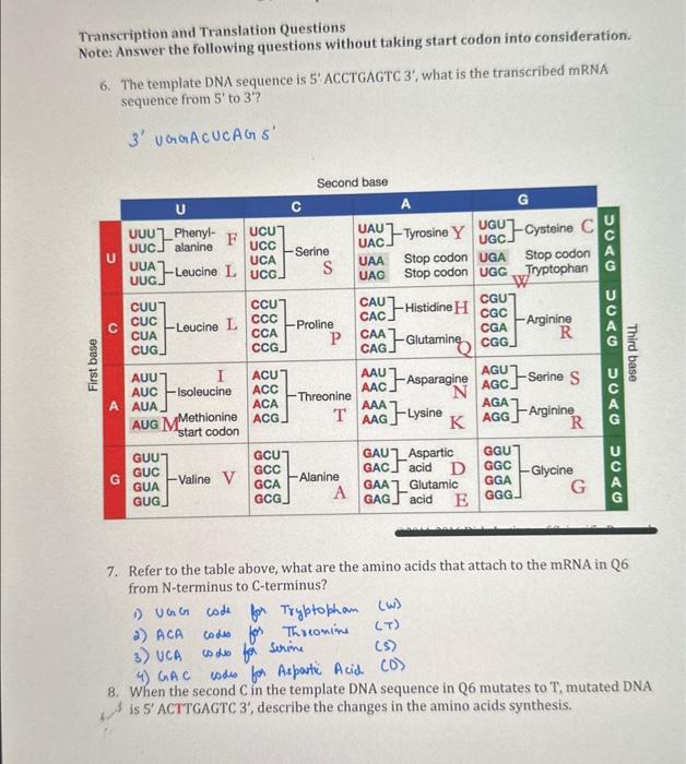 Solved Transcription and Translation Questions Note: Answer | Chegg.com