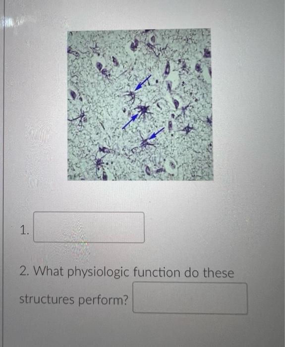 Solved 1. 2. What physiologic function do these structures | Chegg.com