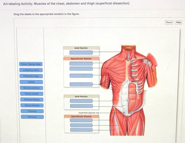 Solved Art-labeling Activity: Muscles of the chest, abdomen | Chegg.com