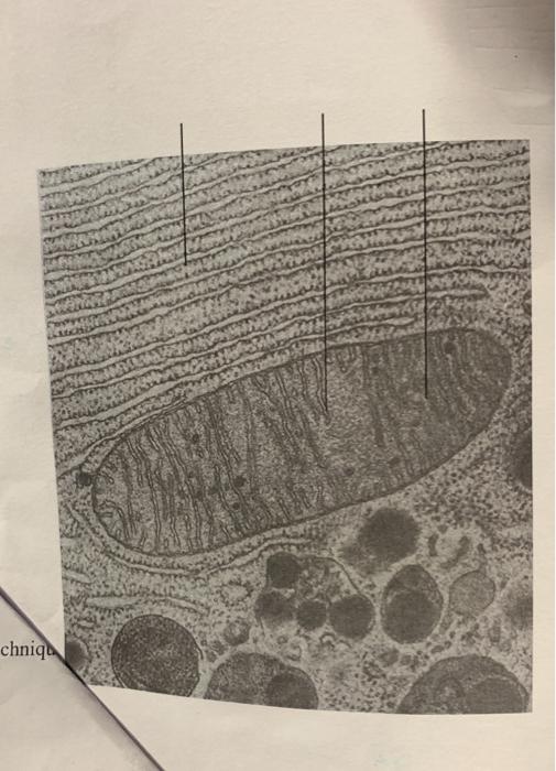 Solved 7. Label the electron micrographs of an animal cell. | Chegg.com