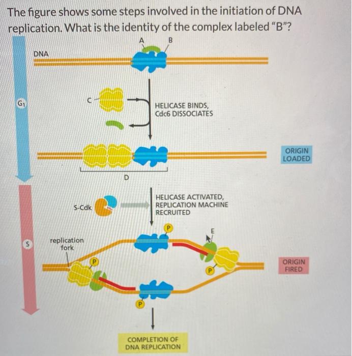 Solved The figure shows some steps involved in the | Chegg.com
