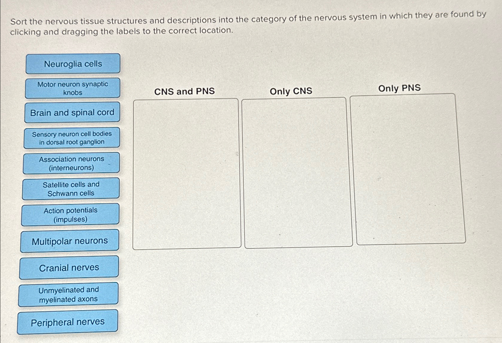 Solved Sort the nervous tissue structures and descriptions | Chegg.com