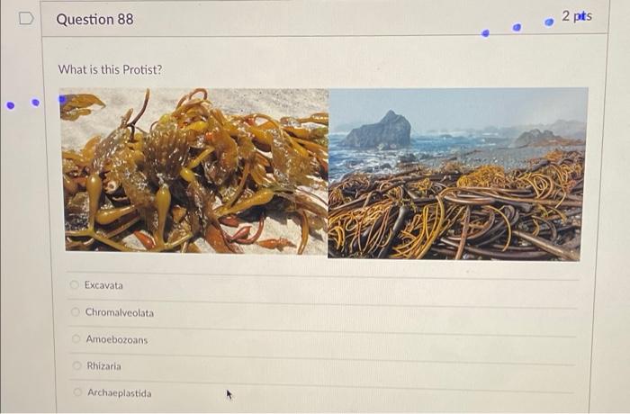 Solved D Question 88 2 pts What is this Protist? Excavata | Chegg.com