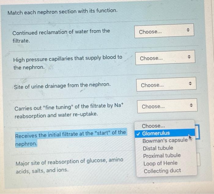 Solved Match each nephron section with its function. | Chegg.com