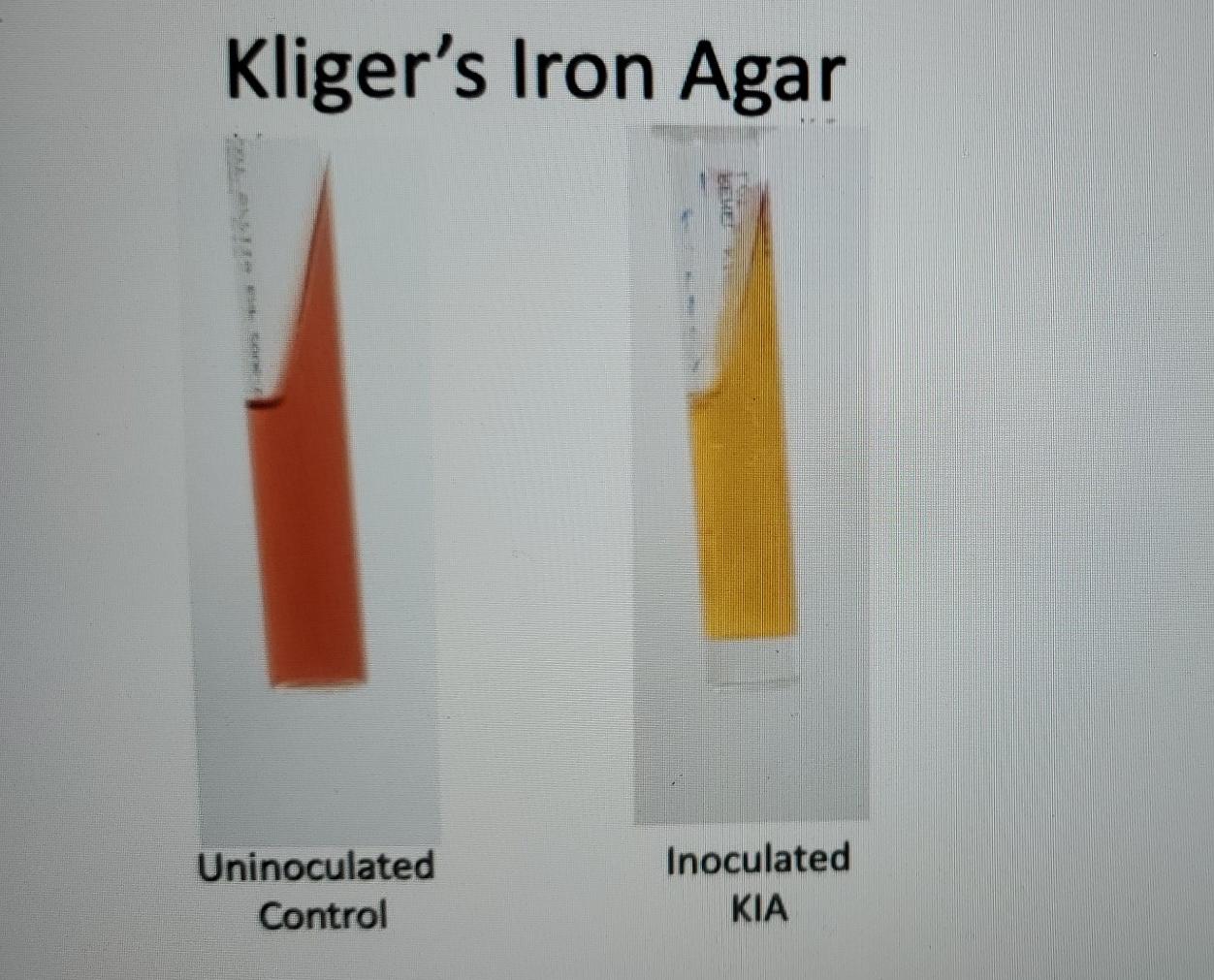 Solved Refer to the photographs of the Kligler's Iron Agar | Chegg.com