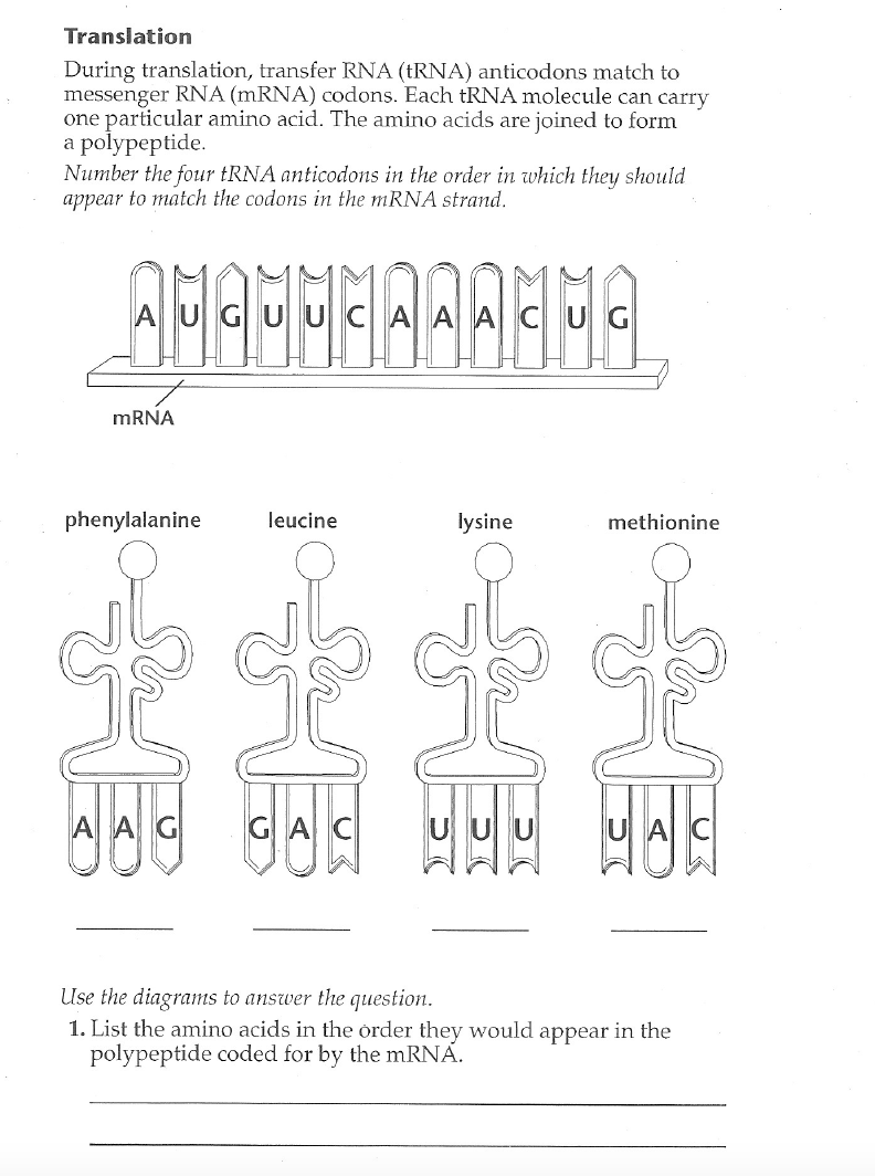Solved TranslationDuring translation, transfer RNA (tRNA) | Chegg.com