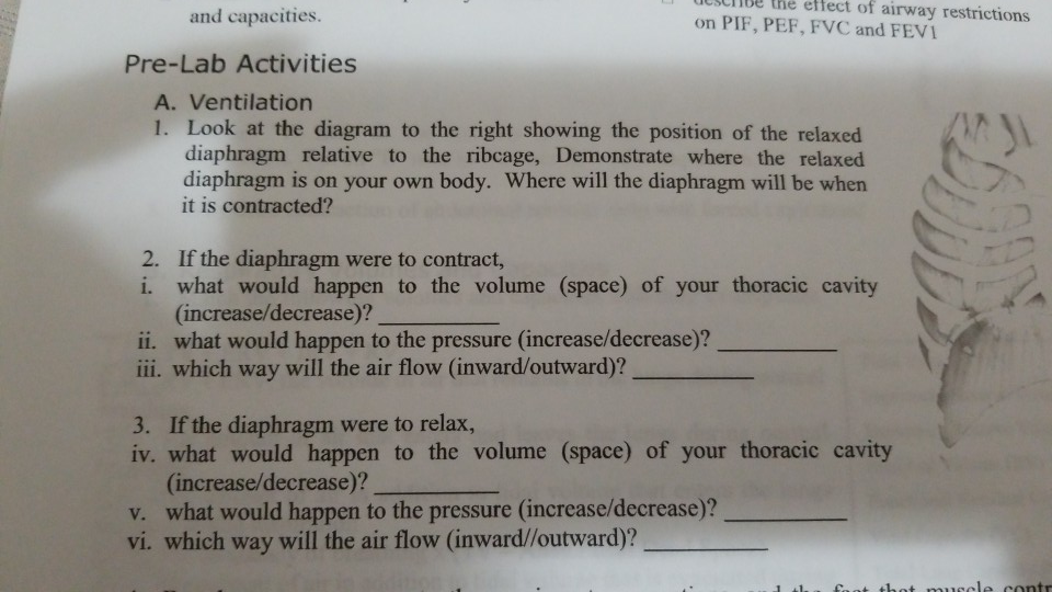 Solved of airway restrictions and capacities. on PIF, PEF, | Chegg.com