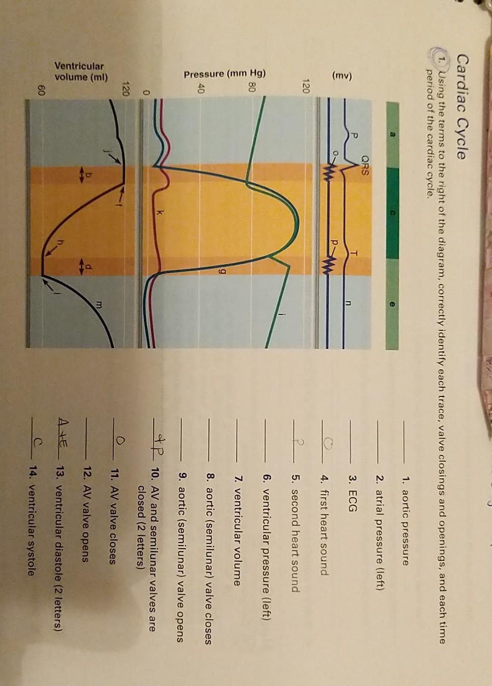 Solved Cardiac Cycle 1. Using the terms to the right of the | Chegg.com