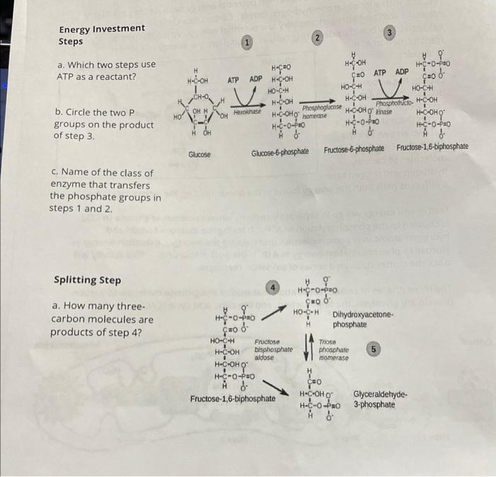 Solved Energy Investment Steps a. Which two steps use ATP as | Chegg.com