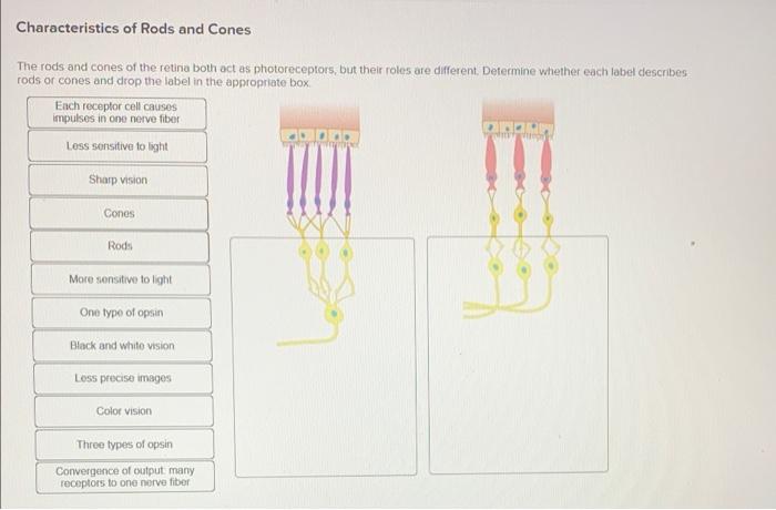 Solved Characteristics of Rods and Cones The rods and cones | Chegg.com