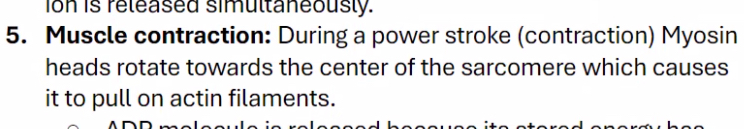 Solved Muscle contraction: During a power stroke | Chegg.com
