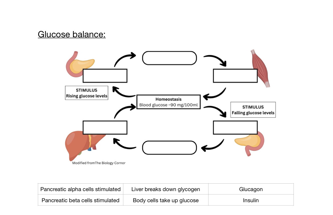Solved Hello I need help with this Glucose Balance chart | Chegg.com
