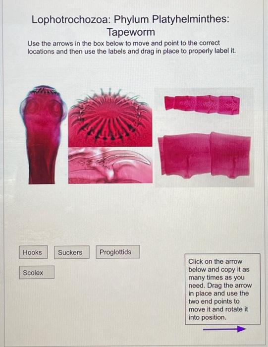 Solved Lophotrochozoa: Phylum Platyhelminthes: Tapeworm Use | Chegg.com