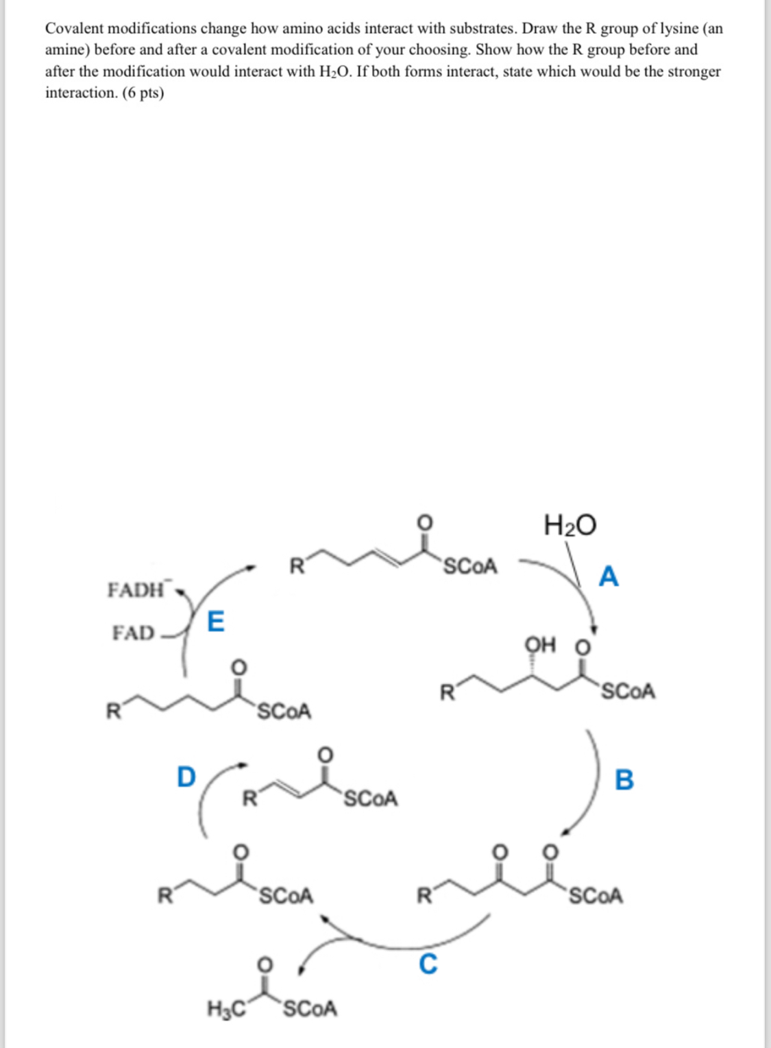 Solved Question 1: Covalent modifications change how amino | Chegg.com