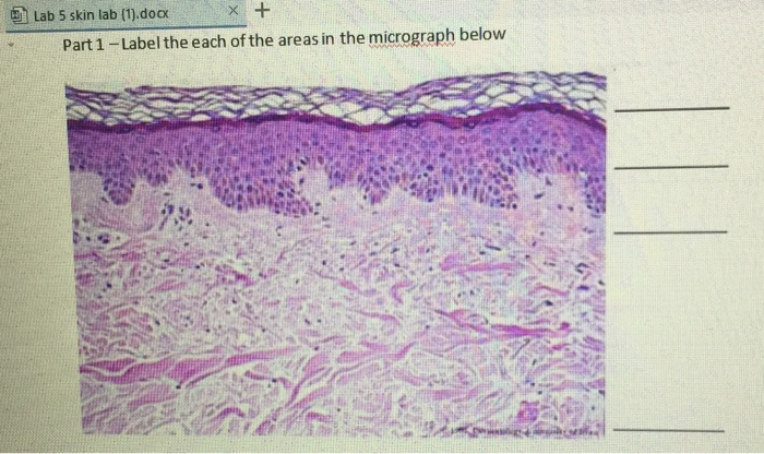 Solved Lab 5 skin lab (1).docx Part 1 -Label the each of the | Chegg.com