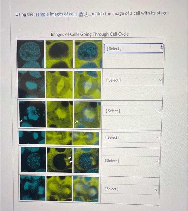 sugh Cell Cycle Images of Cells Going Through Cell | Chegg.com