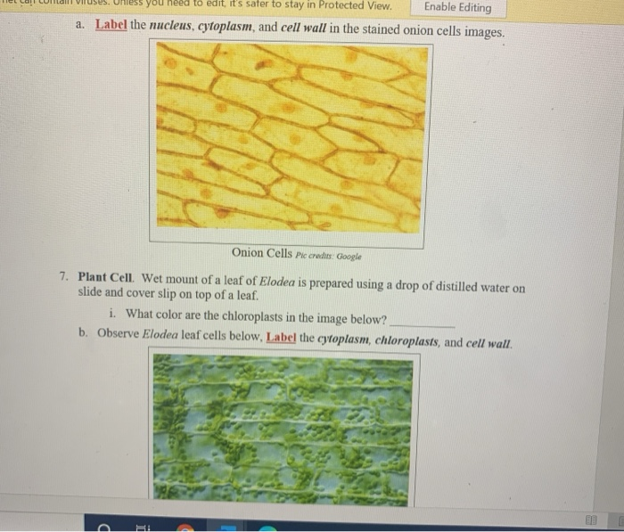 Solved Lab Report 4 Movement of Molecules & Cell Structure | Chegg.com