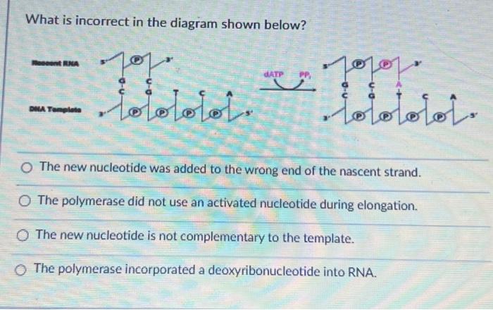 Solved What is incorrect in the diagram shown below? The new | Chegg.com