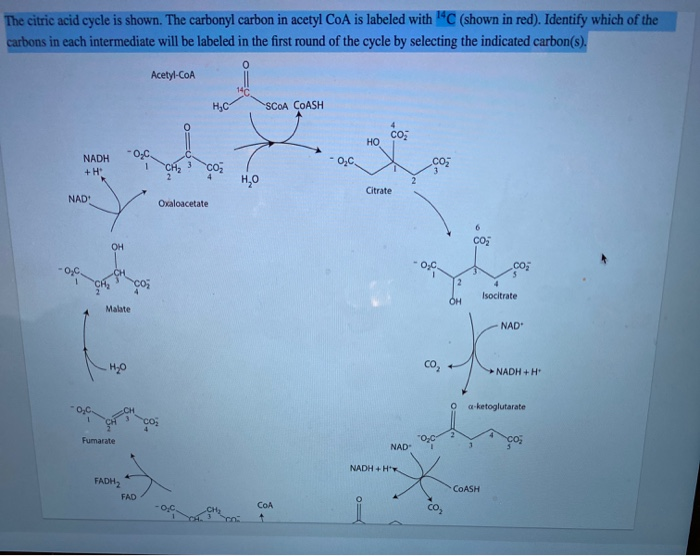 Solved The citric acid cycle is shown. The carbonyl carbon | Chegg.com
